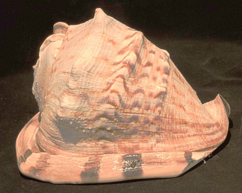 HDR Conch shell side stock image. Image of marine, crustacean - 94201577