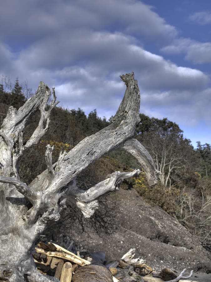 Driftwood Root Tangle Nyle Creek Stock Image - Image of nyle, columbia ...