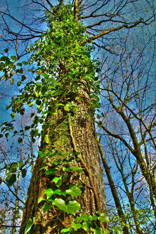 HDR effect tree stock photo. Image of colors, tree, branches - 218998574