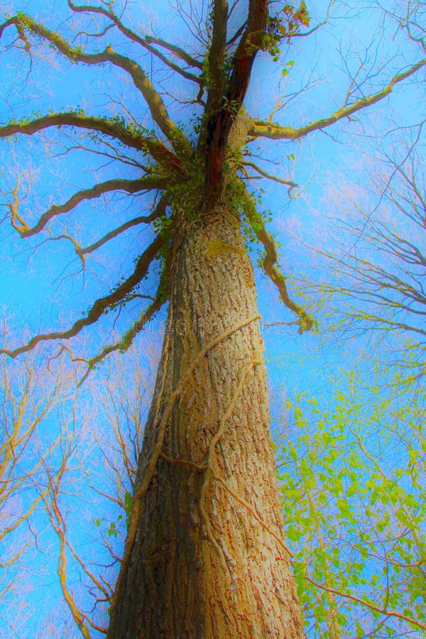 HDR effect tree stock photo. Image of effects, trunk - 219079790