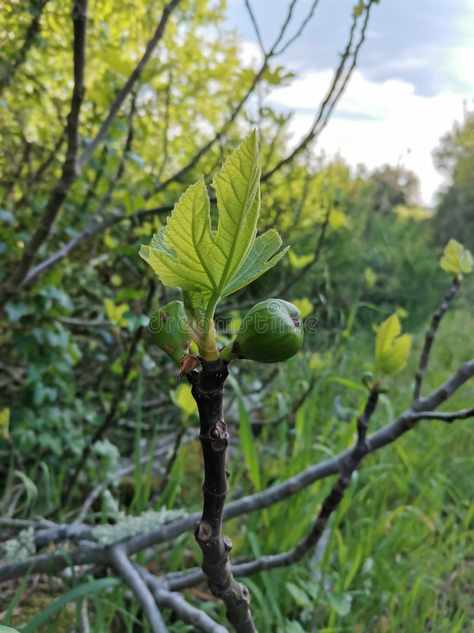 Fig tree in spring stock photo. Image of developed, mediterranean ...