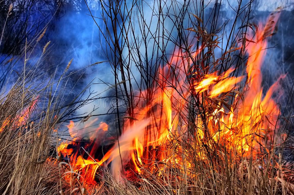 HDR. Fire of grass stock photo. Image of hazard, smoke - 12158996