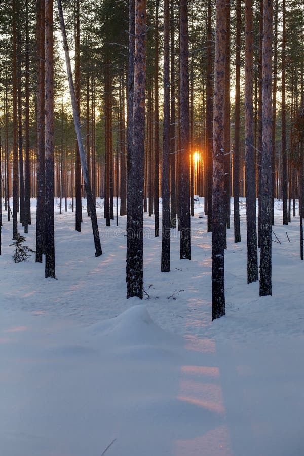 HDR Image of Pine Trees in Front of Sunset in Vasterbotten, Sweden ...