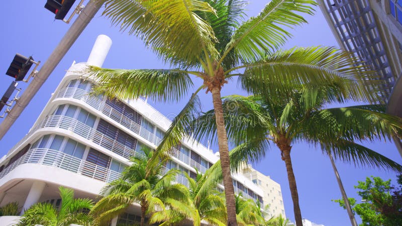 HDR Miami Palms Buildings Traffic Light on Blue Sky Stock Footage ...