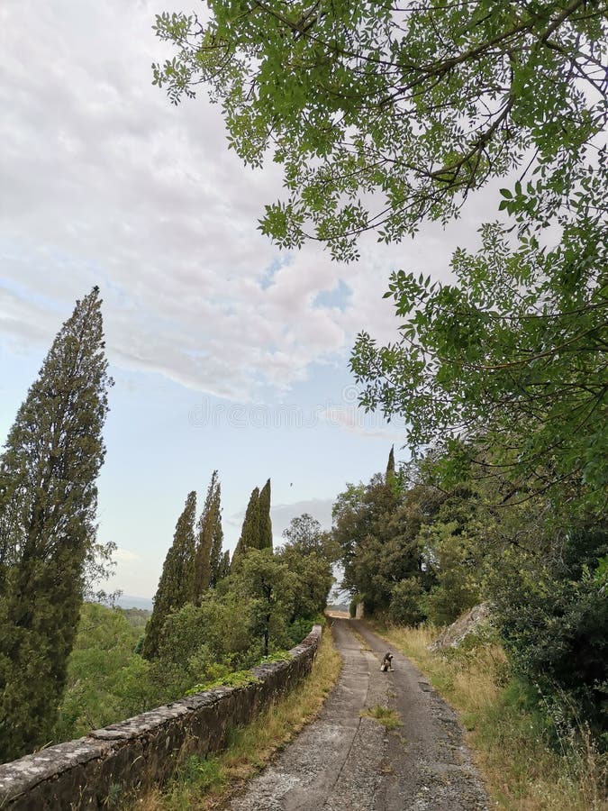 Path Lined with Cypress and Ash Trees Stock Photo - Image of blue ...