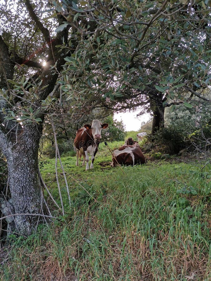 White and Brown Cows Under Trees Stock Photo - Image of pets, ruminant ...
