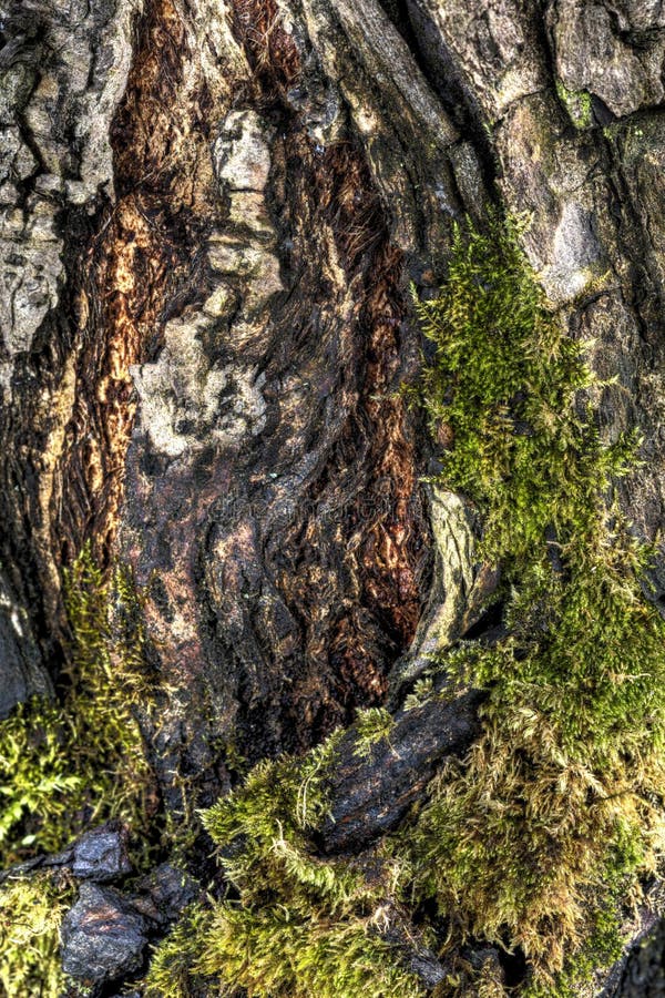 HDR Photo of Moss Growing on a Tree Bark Stock Image - Image of fresh ...