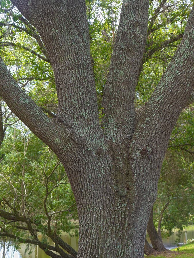 HDR Photo of an Oak Tree with a Face 3 Stock Photo - Image of leaf ...