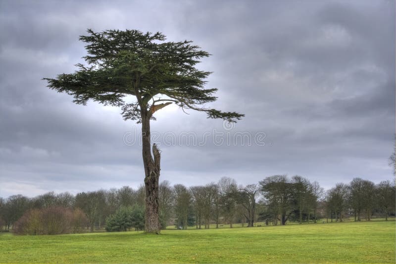 HDR Photo of Tree in Grass Field Stock Photo - Image of emptiness ...