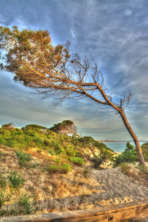 Hdr pine stock image. Image of colorful, pine, scenic - 42324551
