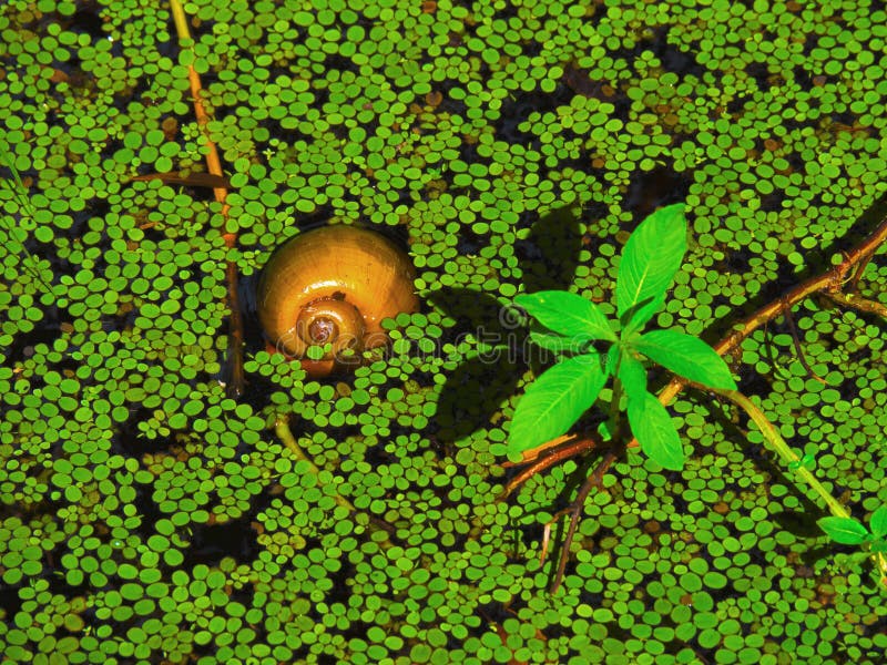 HDR Snail in swamp stock image. Image of rain, environment - 126028653