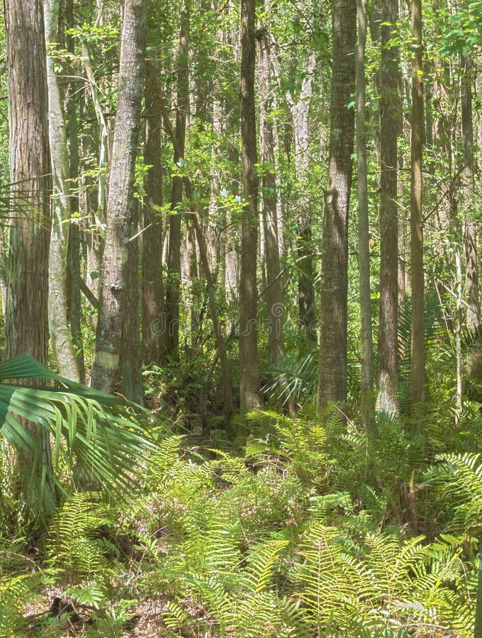 HDR Thick forest stock image. Image of foliage, pine - 94620287