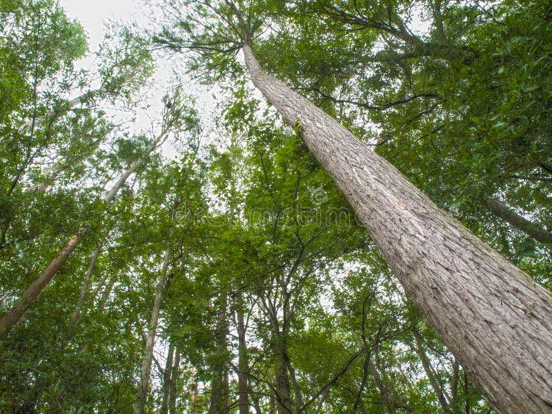 HDR Trees Looking Up at a 45 Degree Angle Stock Photo - Image of green ...