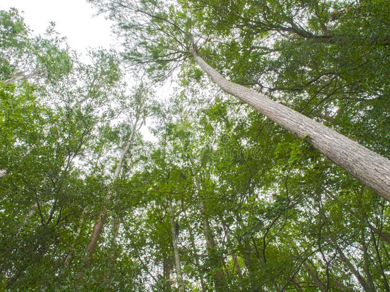 HDR Trees Looking Up at a Slight Angle Stock Image - Image of flora ...