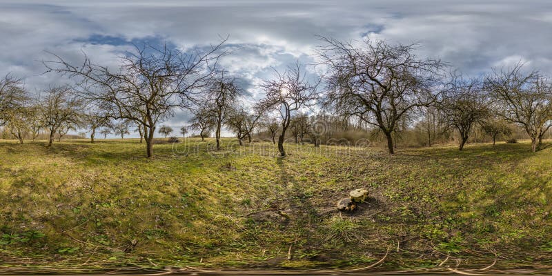 360 Hdri in Apple Garden Orchard with Clumsy and Gnarled Branches in ...