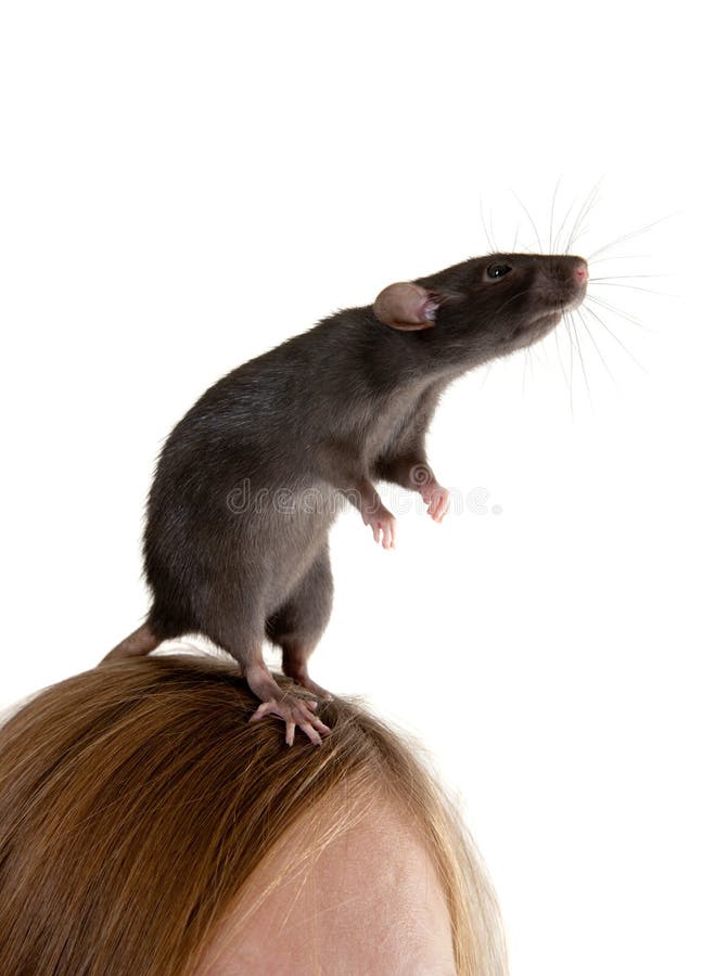 Rat stock photo. Image of rodent, hairy, small, mouse - 11865622