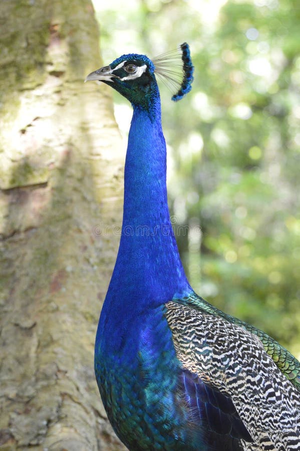 Peacock head and neck stock image. Image of bird, white - 10327305