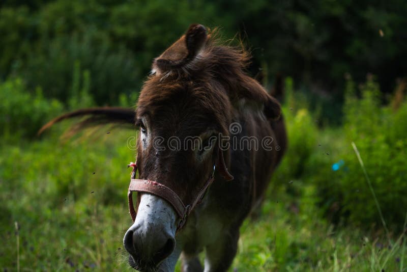 Head of an Adorable Pyrenean Donkey in Closeup Stock Photo - Image of ...