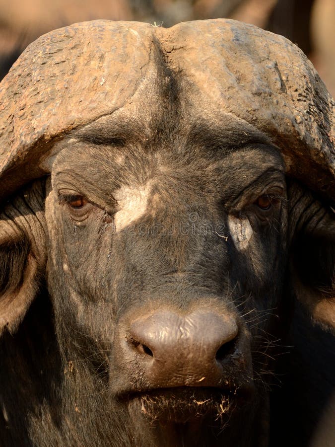 Head of a African Buffalo stock photo. Image of african - 21686142
