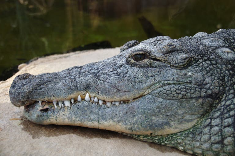 The head of an alligator stock image. Image of close - 22917043