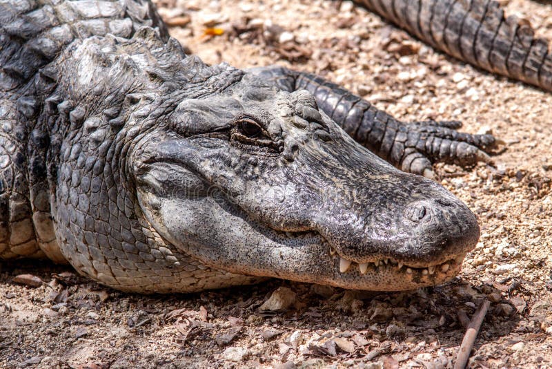 Head of alligator. stock photo. Image of wilderness, crocodile - 29602390