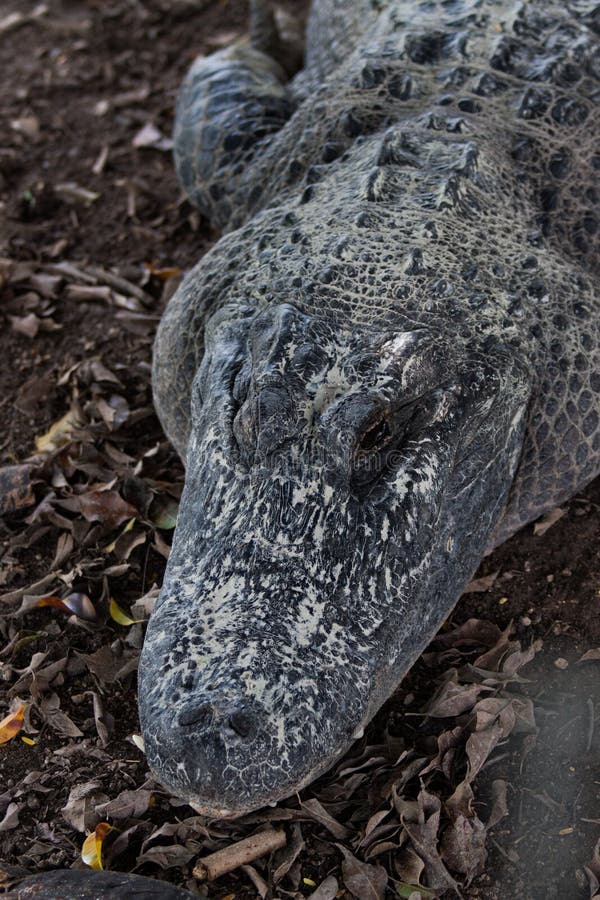 Head of alligator. stock image. Image of wild, everglades - 29602415