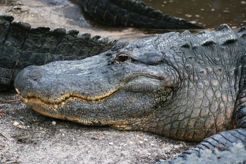 Head of Alligator stock image. Image of animal, crocodiles - 60240419