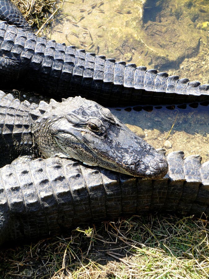 Close-up alligator head stock photo. Image of crocodilus - 1873034