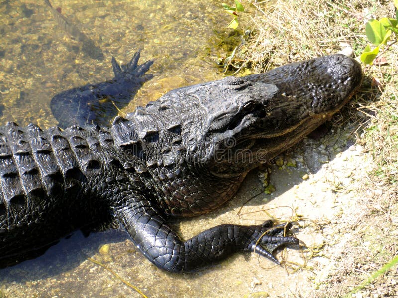 Head of alligator stock photo. Image of amphibian, bushes - 37423324