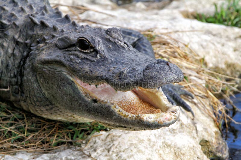 Head of alligator stock image. Image of amphibian, crocodile - 30599603