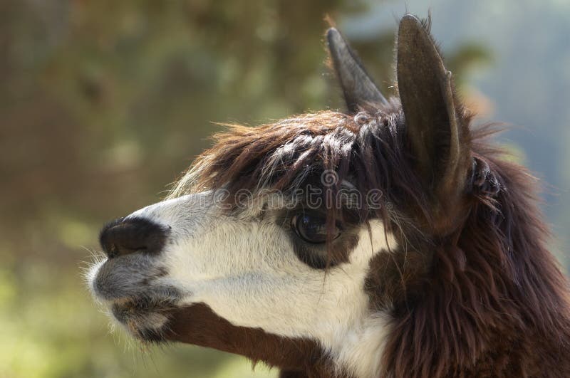 Head of Alpaca (lama Pacos) Stock Photo - Image of andes, nose: 1385856