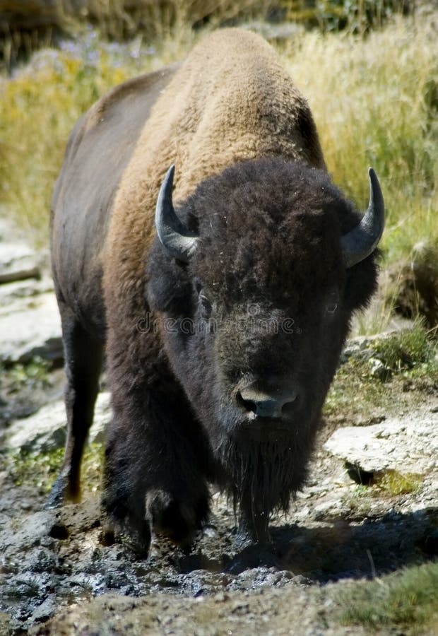 Head on American Bison stock photo. Image of wyoming, natural - 394250