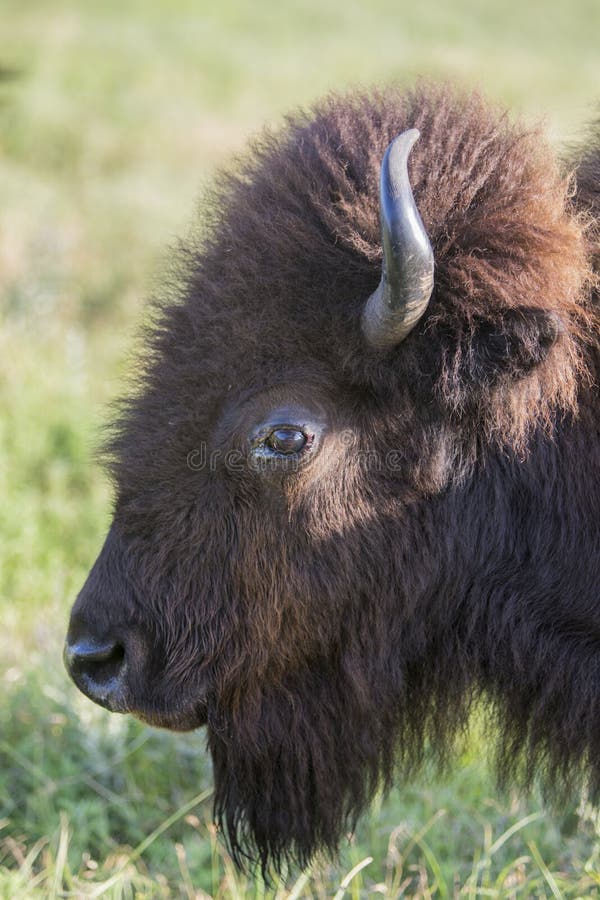Head of American bison cow stock photo. Image of animal - 57036432