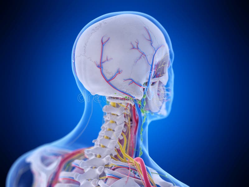 The head anatomy stock illustration. Illustration of science - 169371360