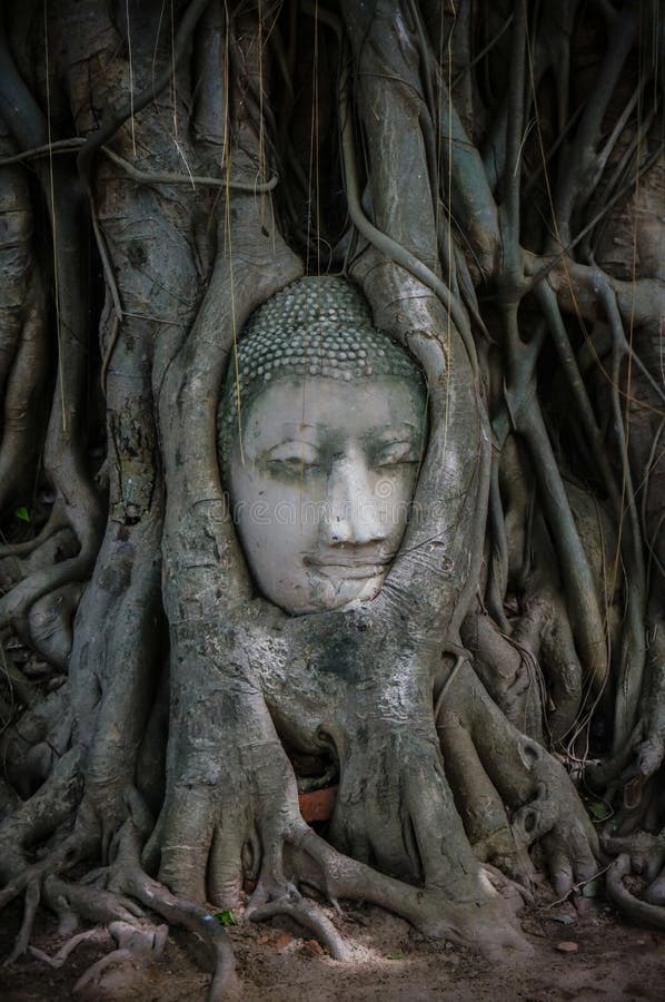 Head of Ancient Buddha Surrounded by the Roots of a Tree Stock Image ...