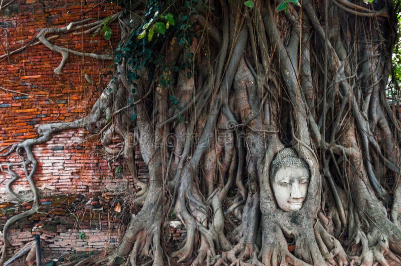 Head of Ancient Buddha Surrounded by the Roots of a Tree of Wat Stock ...