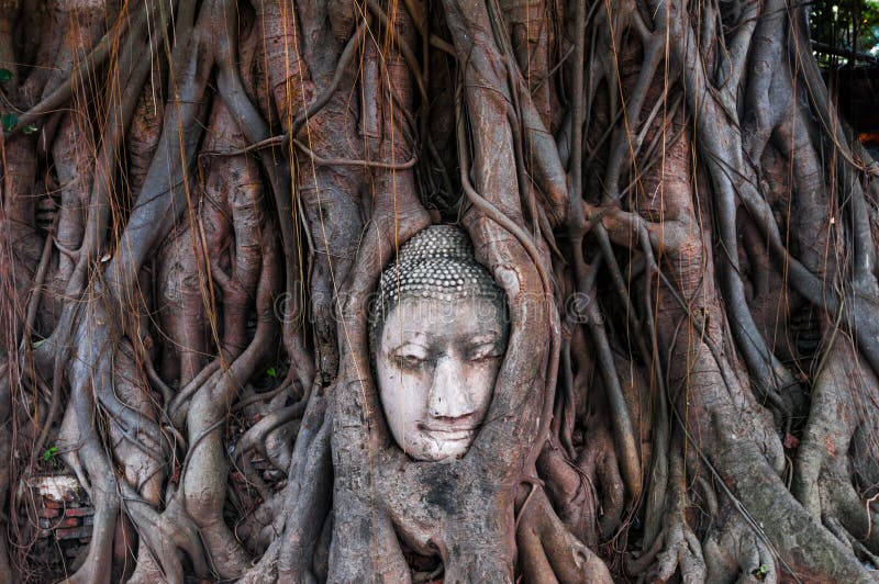 Head of Ancient Buddha Surrounded by the Roots of a Tree of Wat Stock ...