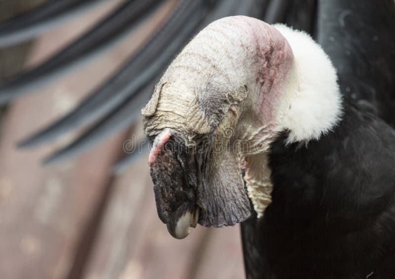 The Head of the Andean Condor Stock Image - Image of head, cute: 93649249