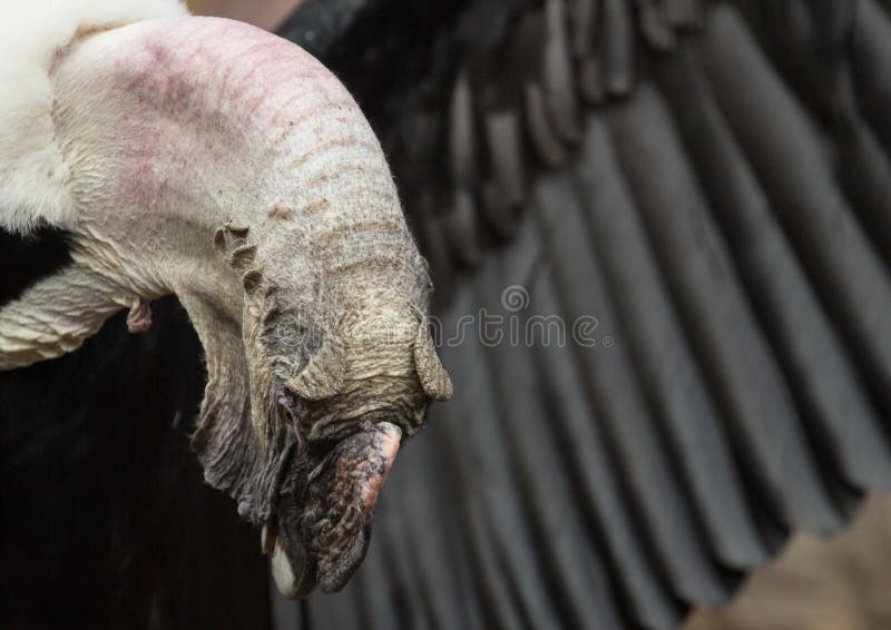 The Head of the Andean Condor Stock Image - Image of nature, mountains ...