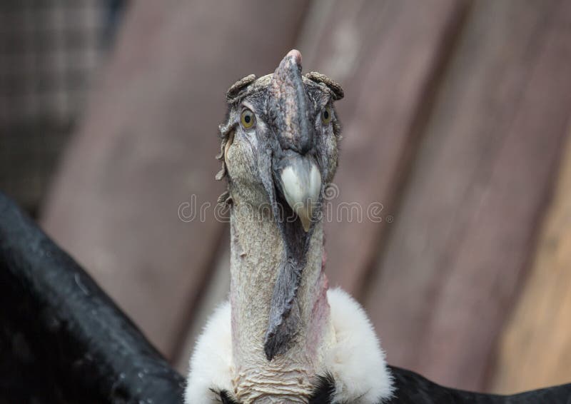 The Head of the Andean Condor, Black Plumage Red Face Stock Image ...