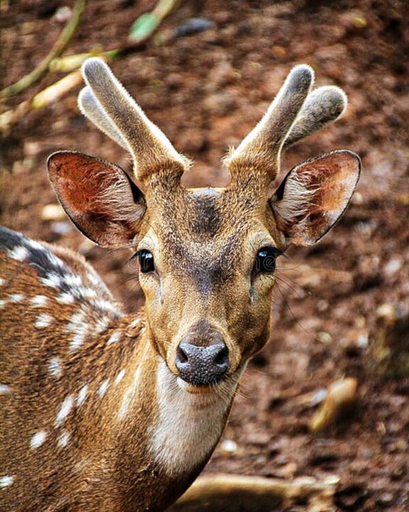 Head of an Antelope with Horns on the Head Looking Forward Stock Photo ...