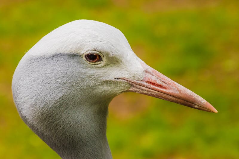 Head of Asian Crane Bird White Feathers Close Up Stock Image - Image of ...