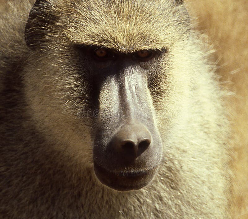 Head of a baboon frontal stock image. Image of safari - 196757709
