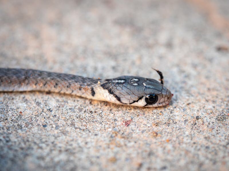Rat Snake Lay Dead Stock Photos - Free & Royalty-Free Stock Photos from ...