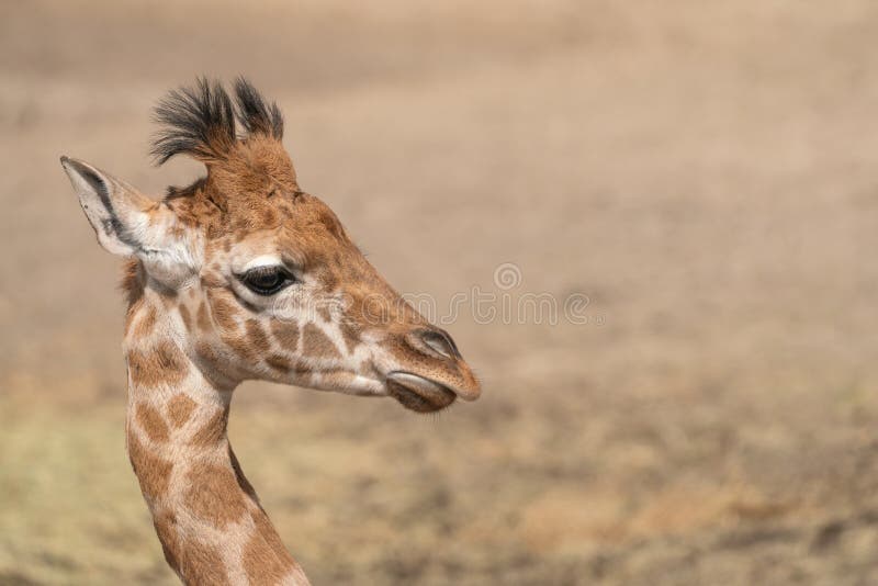 Head of a baby giraffe stock photo. Image of africa - 255963576