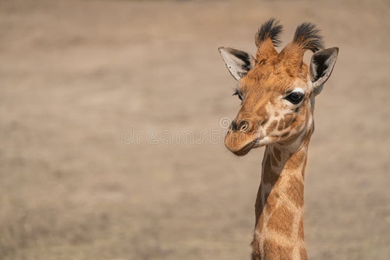 Head of a baby giraffe stock photo. Image of africa - 255963584