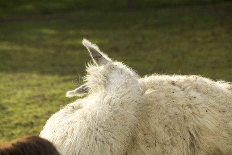 Head and Back of a White Llama. Stock Photo - Image of face, curious ...