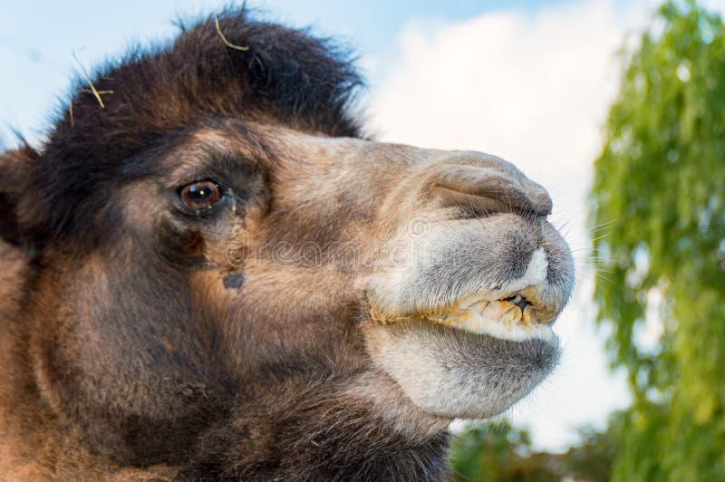 The Head of a Bactrian Camel Stock Image - Image of face, dromedary ...