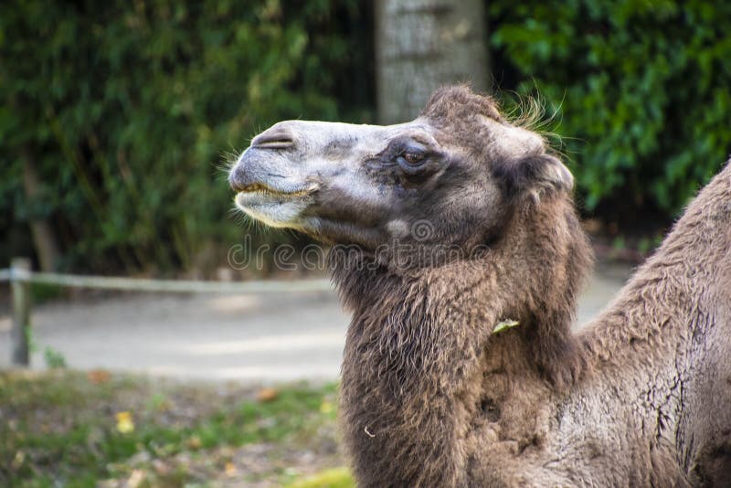 Head of a Bactrian Camel, Camelus Bactrianus is a Large, Even-toed ...