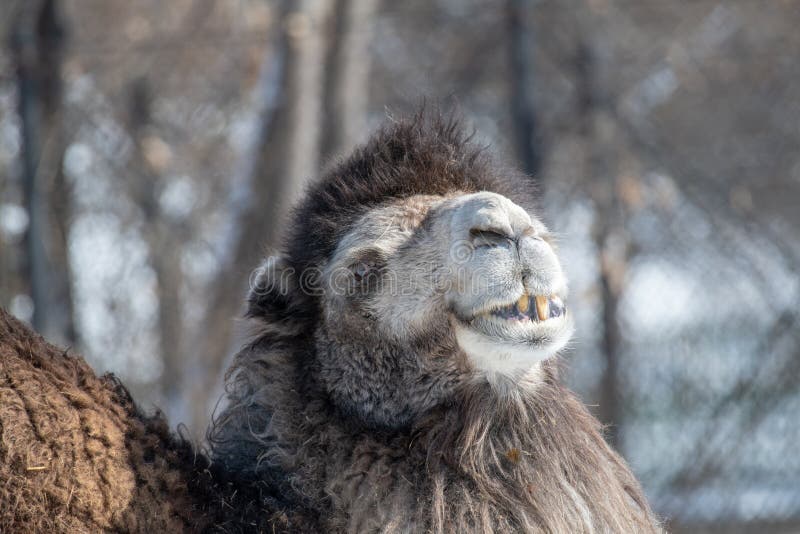 Portrait of a Bactrian Camel or Camelus Bactrianus Stock Photo - Image ...